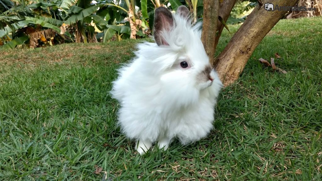 Conejo cabeza de león - Animales.me