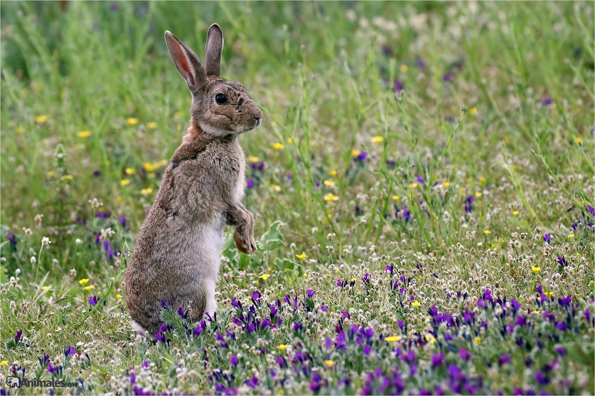 Conejo común o europeo - Animales.me