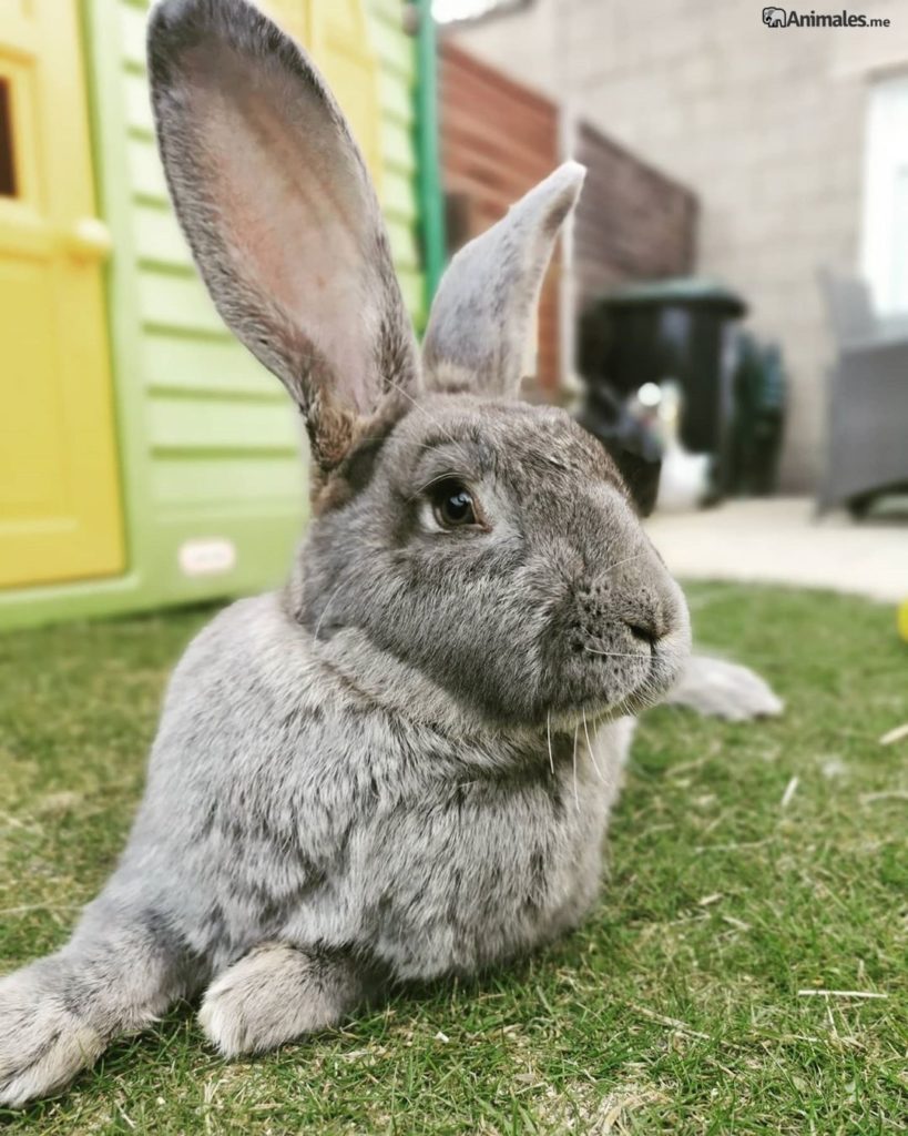 Conejo gigante español - Animales.me