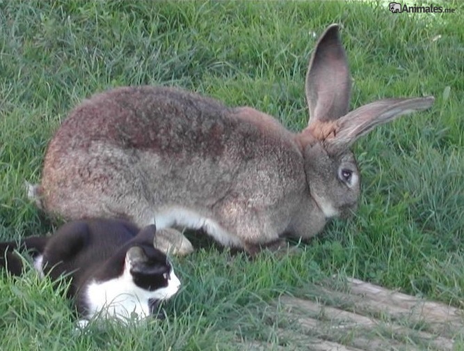 Conejo gigante español - Animales.me