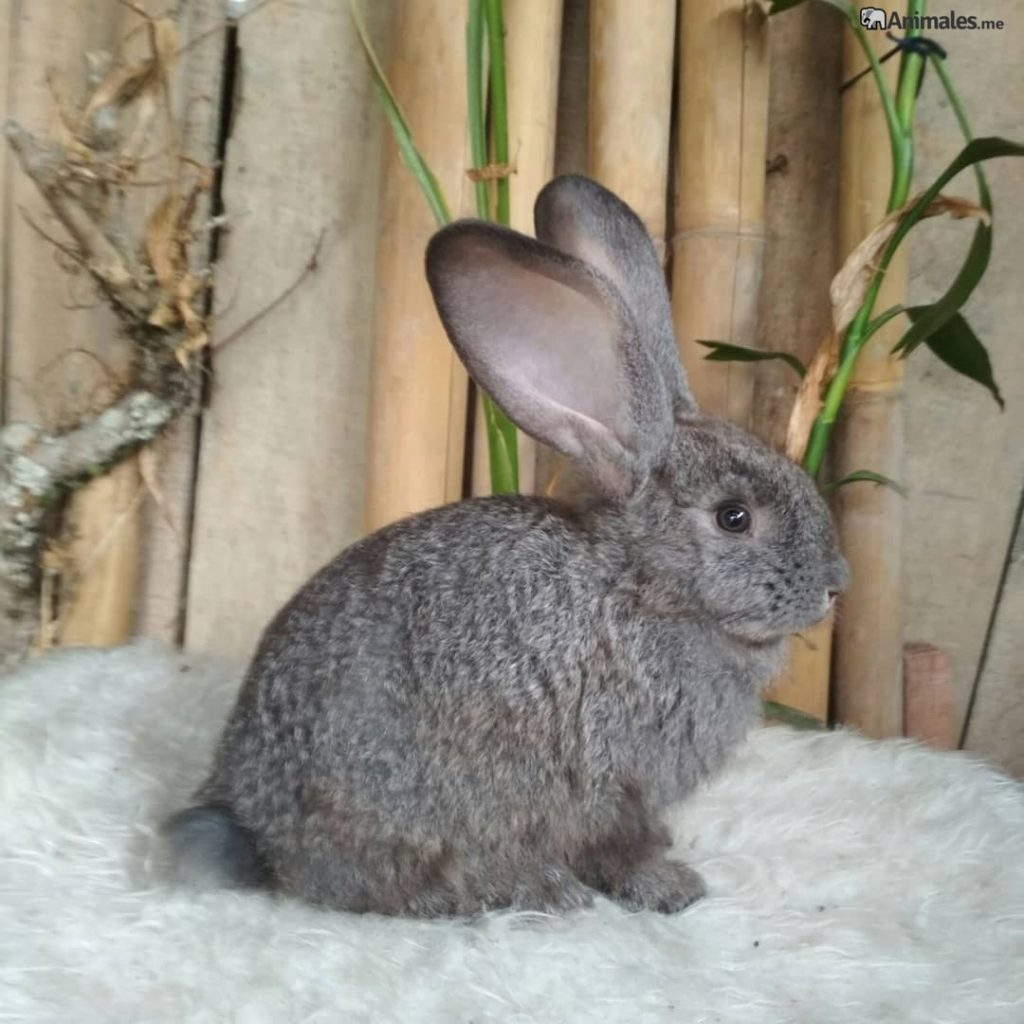 Conejo gigante español - Animales.me