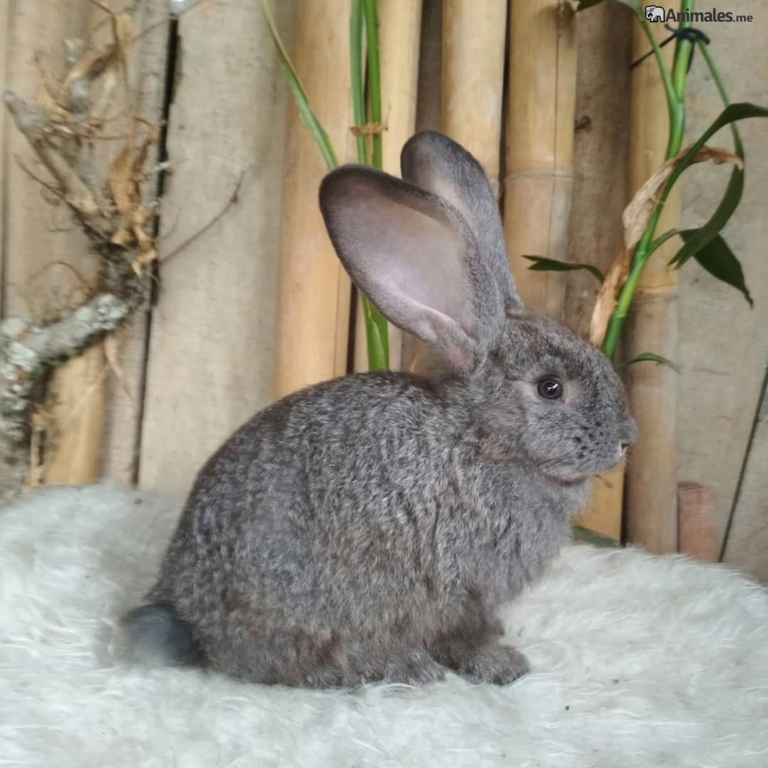 Conejo gigante español - Animales.me
