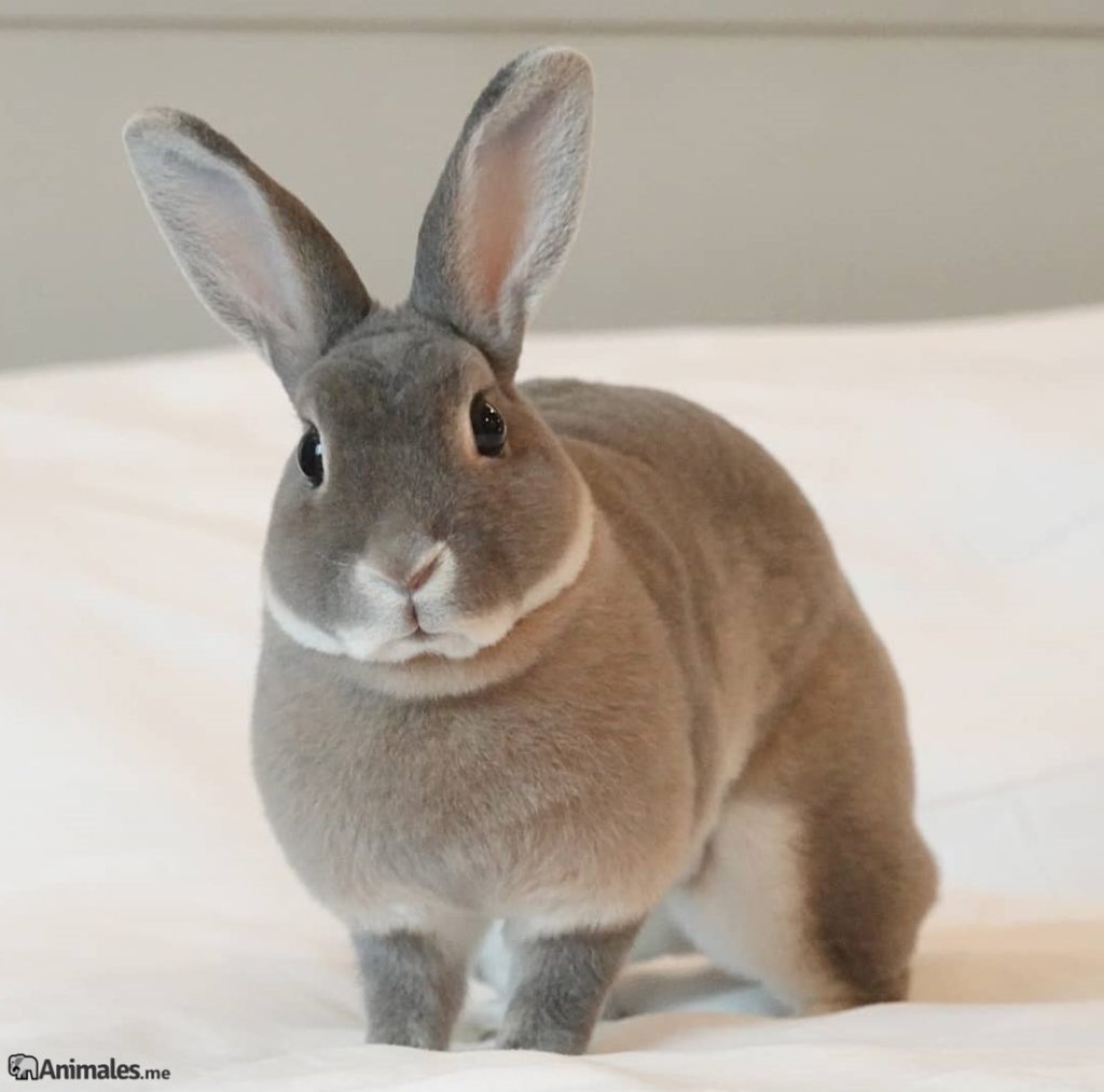 Conejo rex - Animales.me