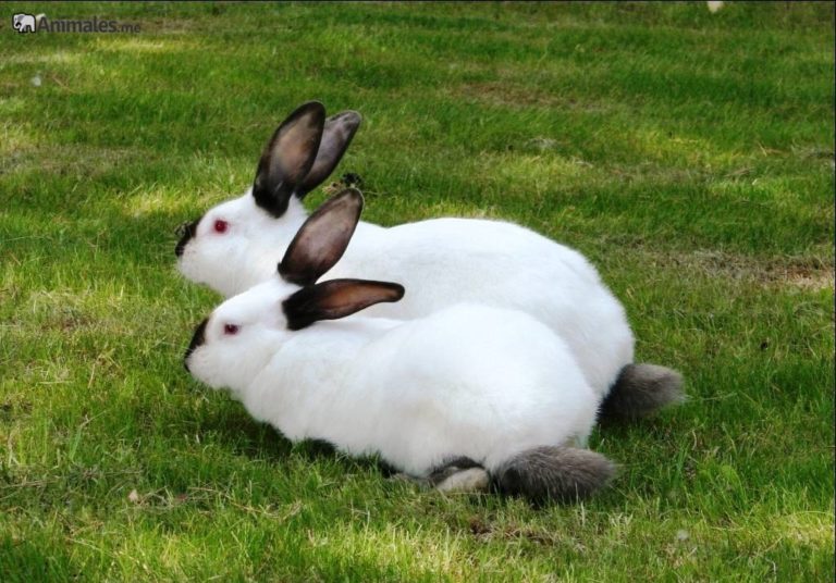 Conejo californiano - Animales.me