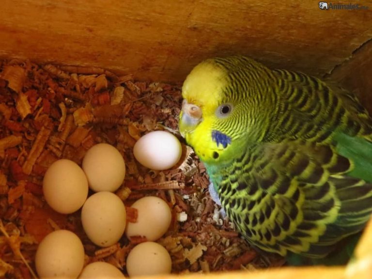 Periquito australiano - Animales.me