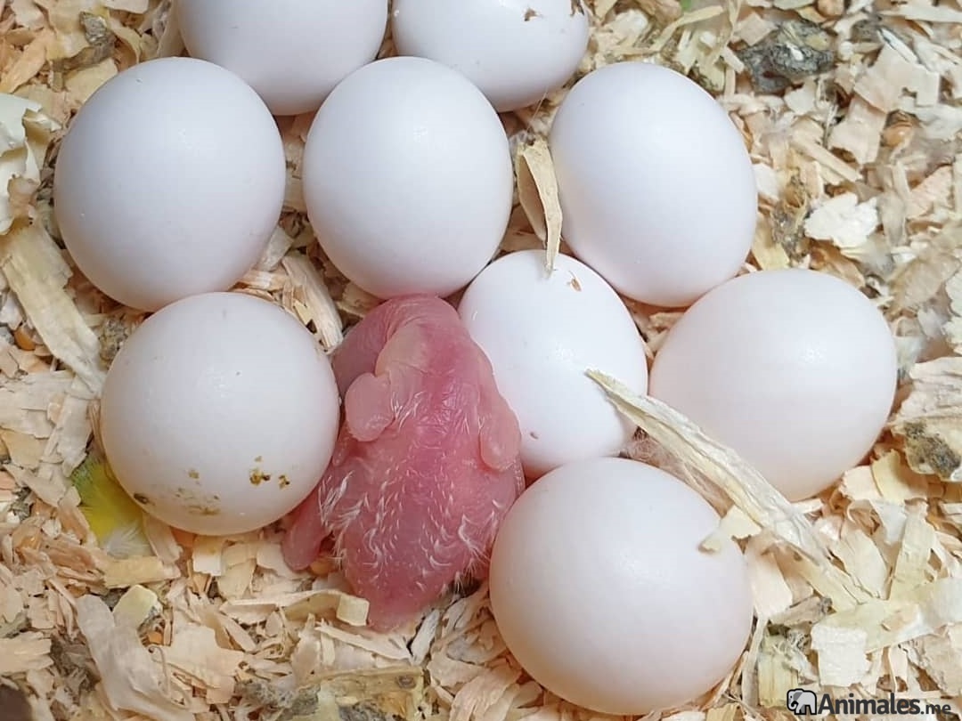 Periquitos azules - Animales.me