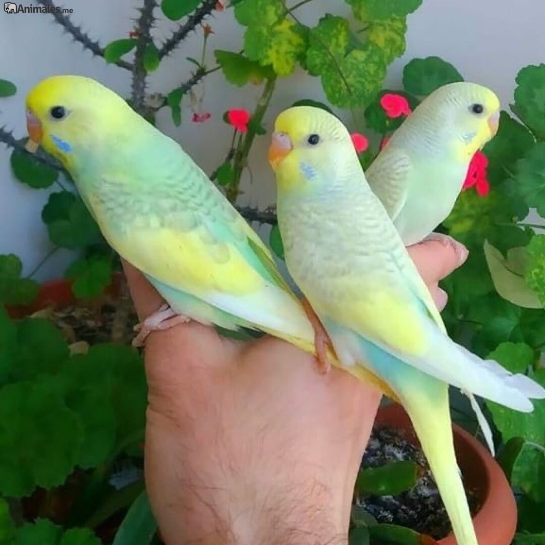 Periquito arcoíris o de colores - Animales.me