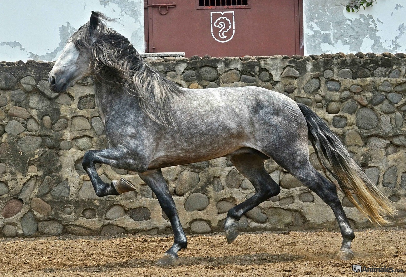 Caballos pura raza español (PRE) - Animales.me
