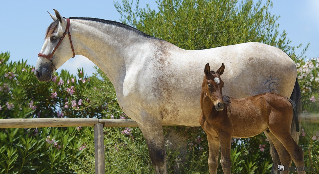 Caballos pura raza español (PRE) - Animales.me