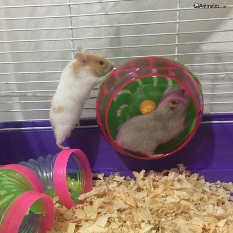 Hámsters - Animales.me