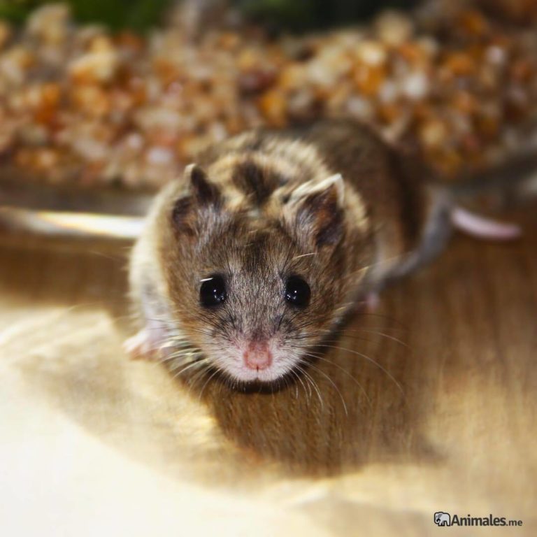 Hámster chino - Animales.me