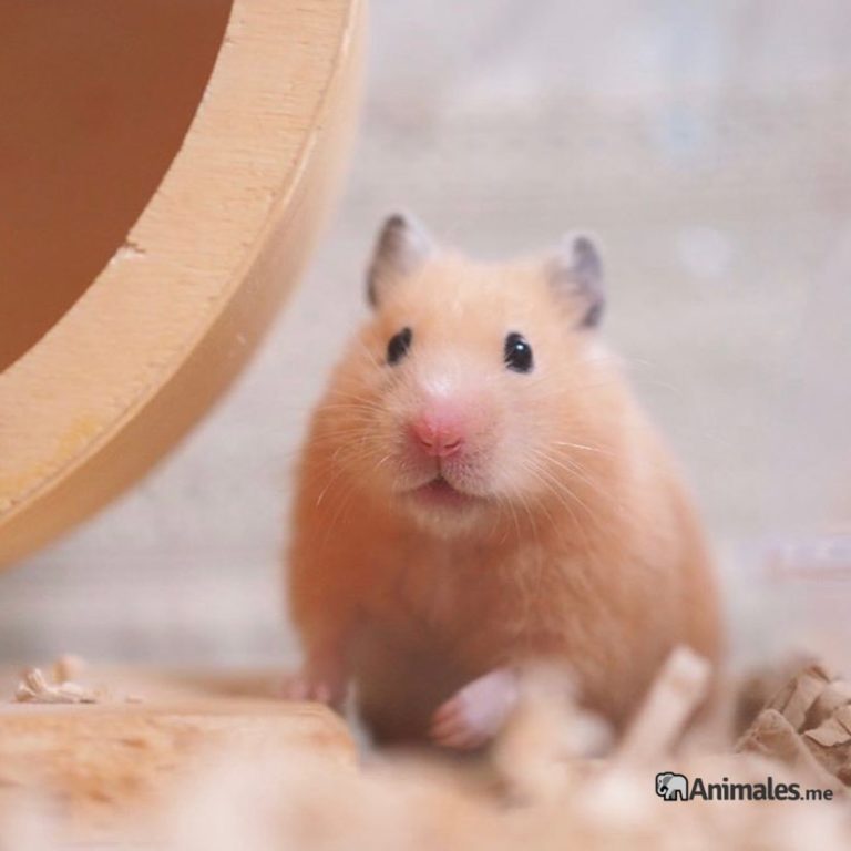 Hámsters - Animales.me