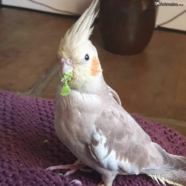 Ninfas o Carolinas - Animales.me