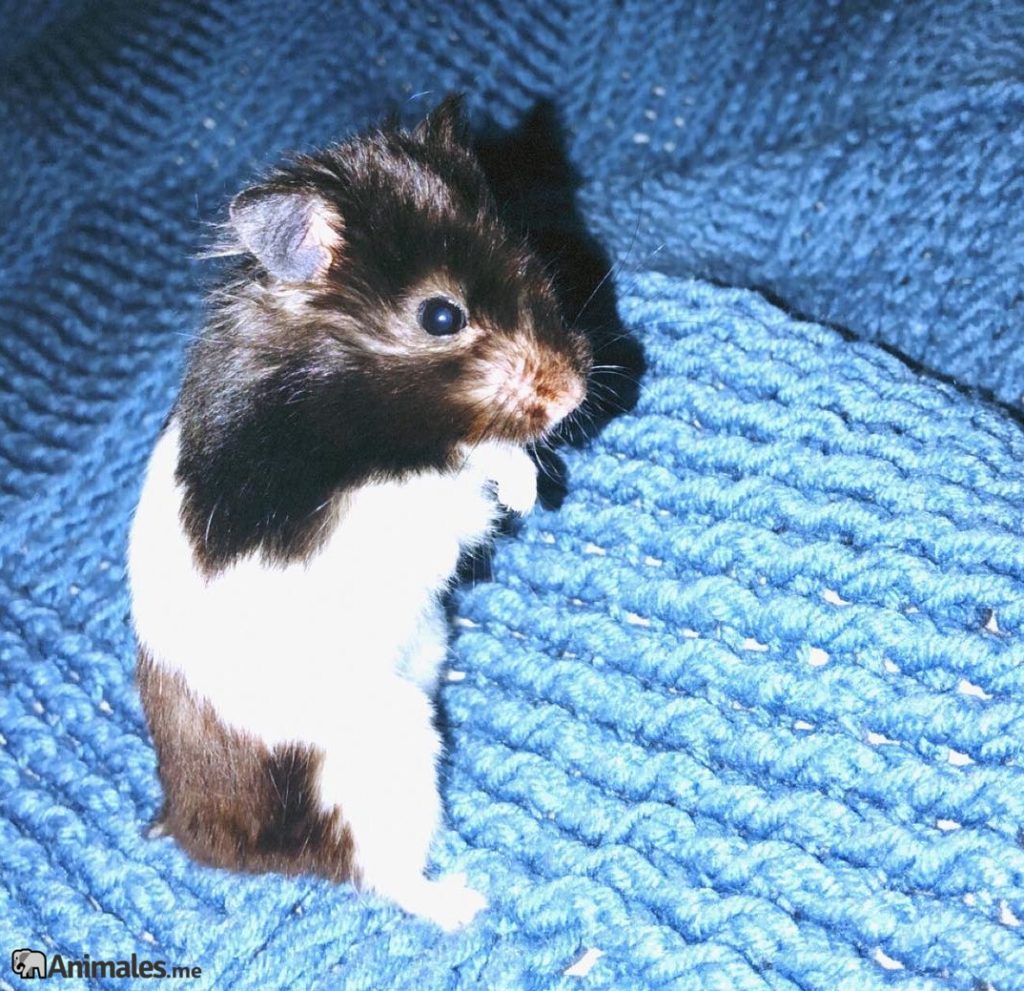 Hámster panda - Animales.me