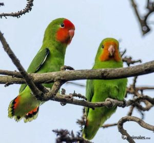 Agapornis - Animales.me
